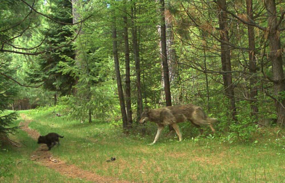 Member of Baker County’s wolf depredation compensation committee ...