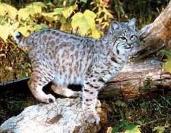 Oregon Lynx populations? Or just Bobcats? | Blue Mountain Eagle