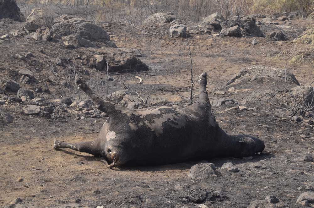 UPDATED: Rail Ridge Fire’s rapid growth has county on alert | Blue ...