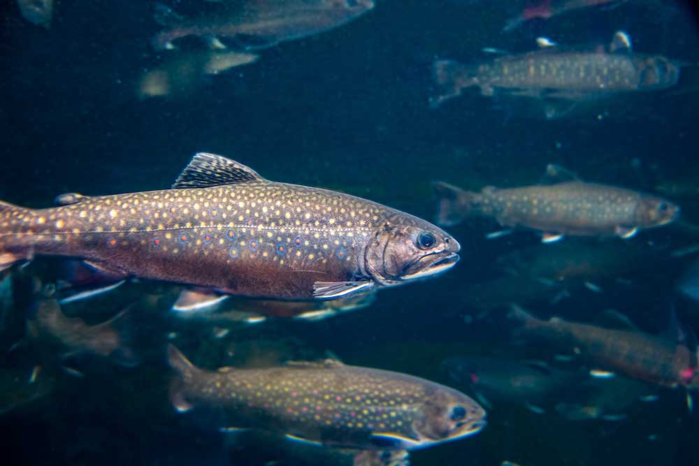 Officials seek to eradicate invasive brook trout from High Lake, Lake ...