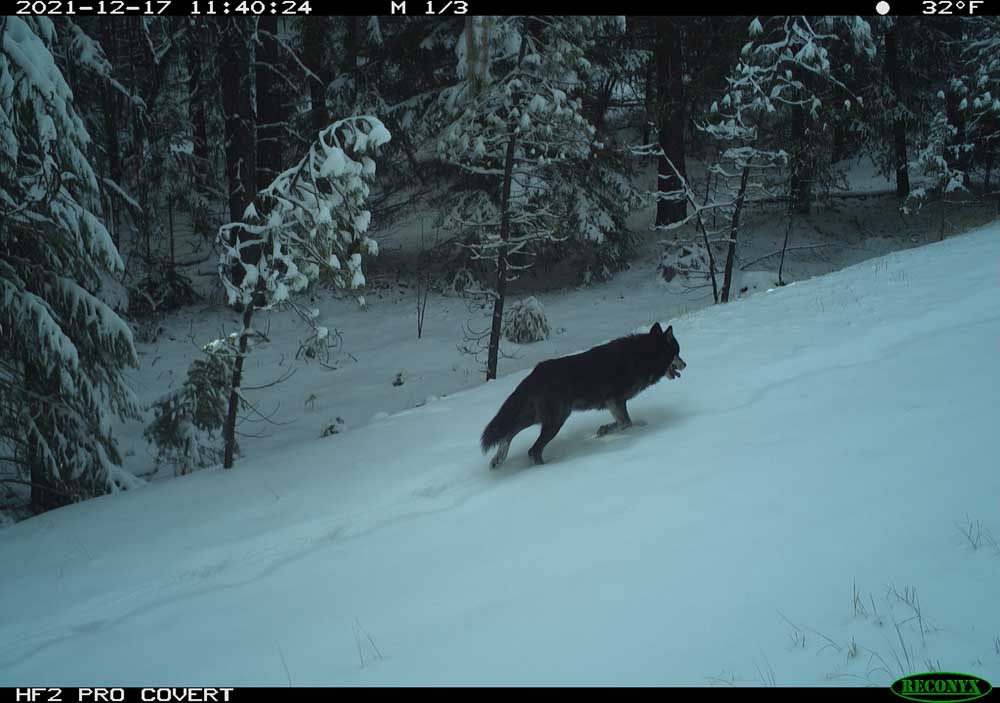 Eighth wolf depredation in Grant County this year confirmed | Blue ...