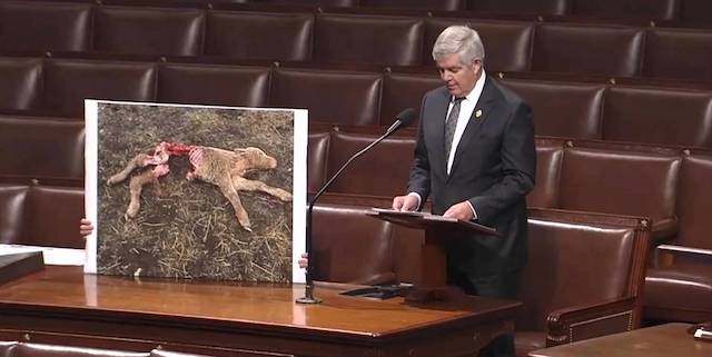 U.S. House sends wolf delisting bill to Senate | Blue Mountain Eagle